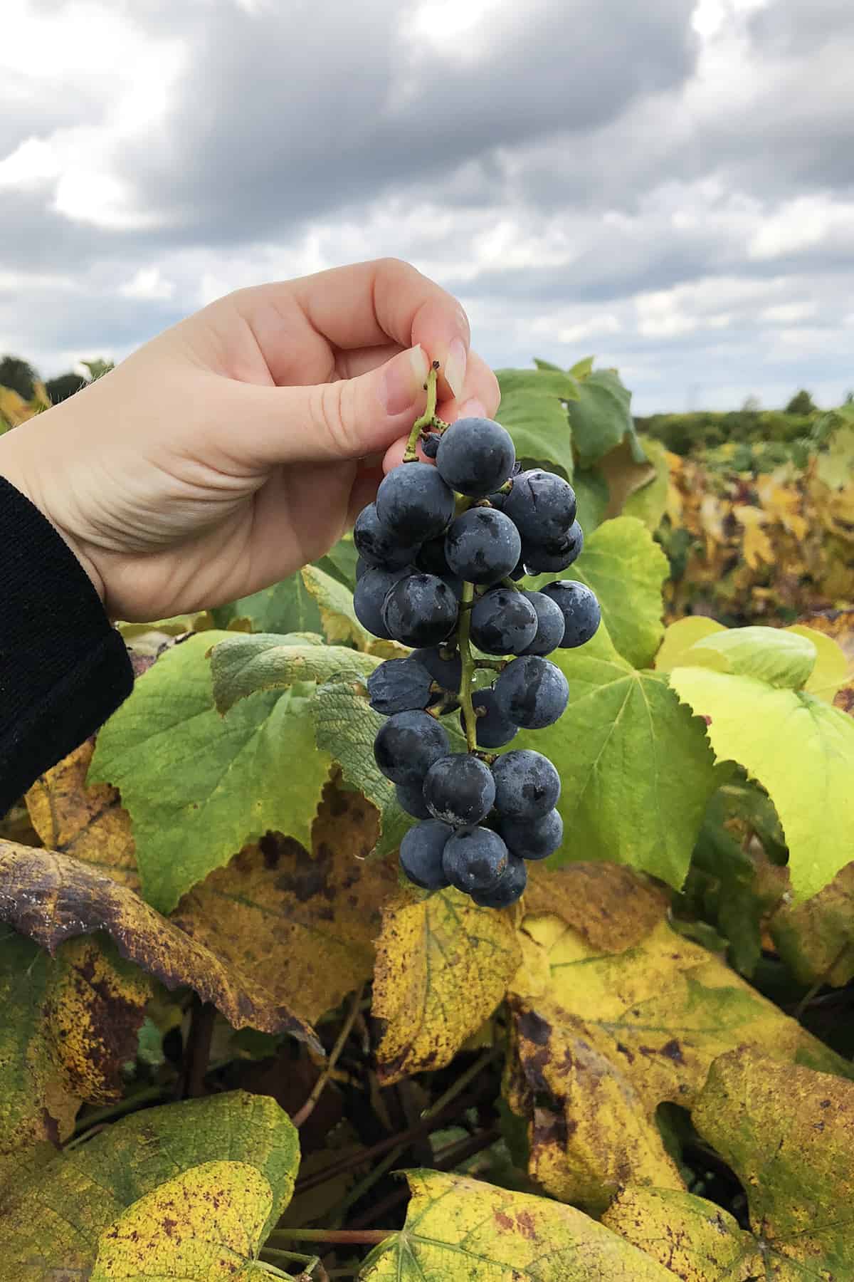 Concord Grape Clusters