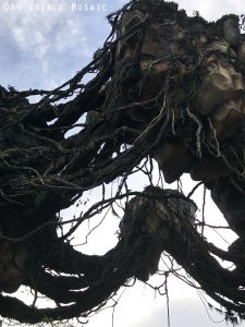 Disney Pandora – The World of Avatar at Disney’s Animal Kingdom